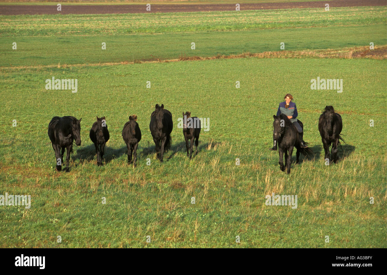 Black horse with dog hi-res stock photography and images - Alamy
