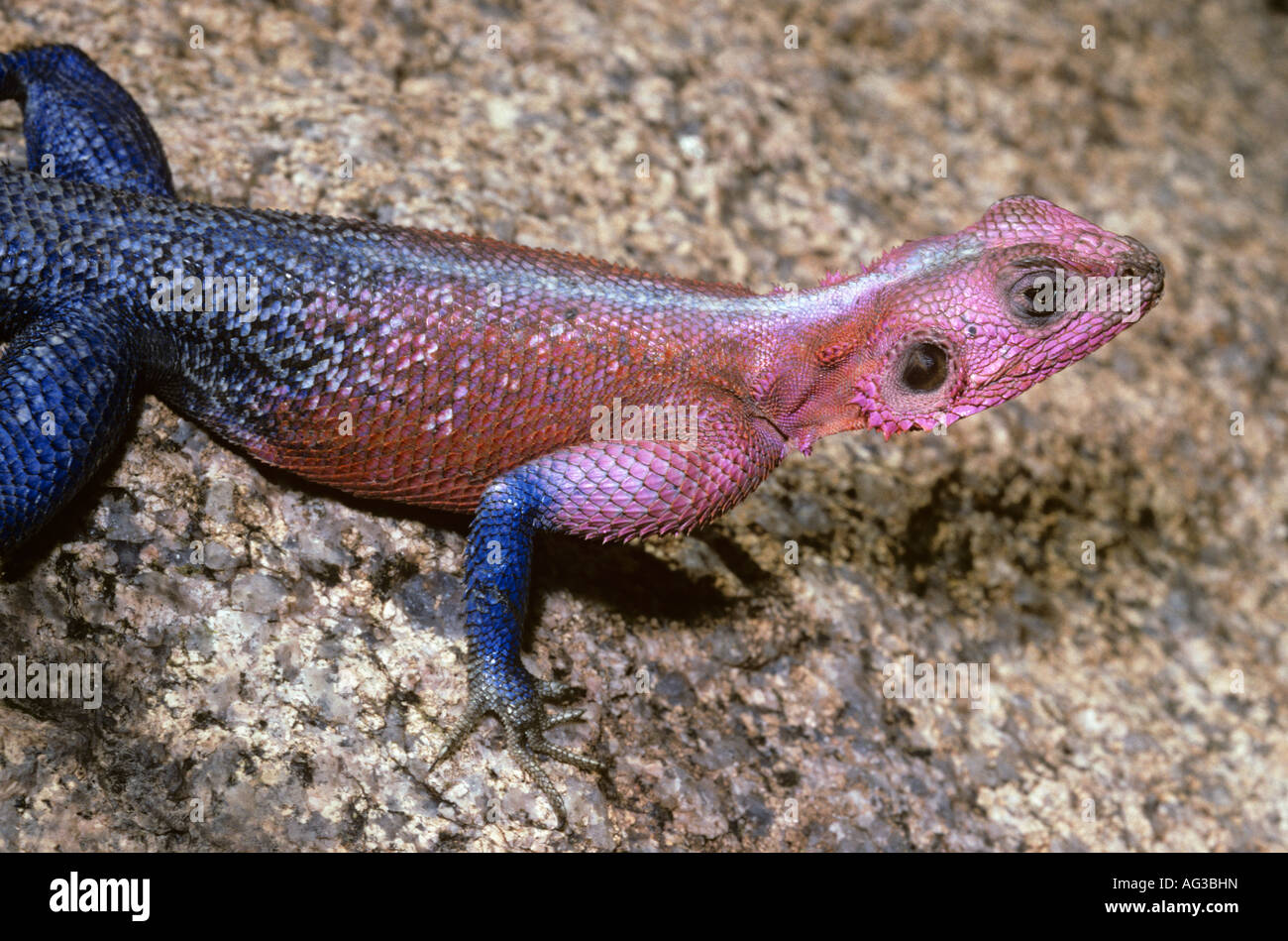 Red headed agama or rainbow lizard Agama agama Agamidae male in full ...