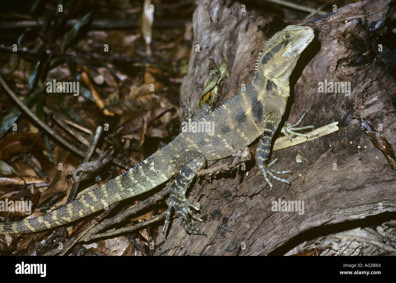 Eastern water dragon Physignathus lesueurii Agamidae in rainforest ...