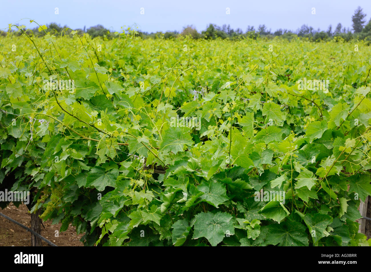 Vine field cyprus hi-res stock photography and images - Alamy