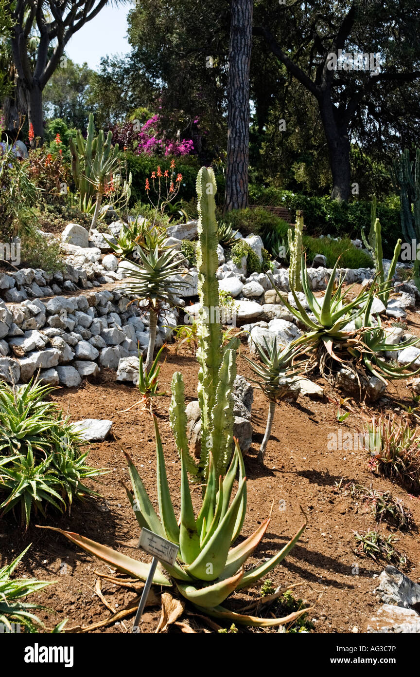 Cacti Garden in the Alameda Gibraltar Botanical Gardens, Gibraltar ...