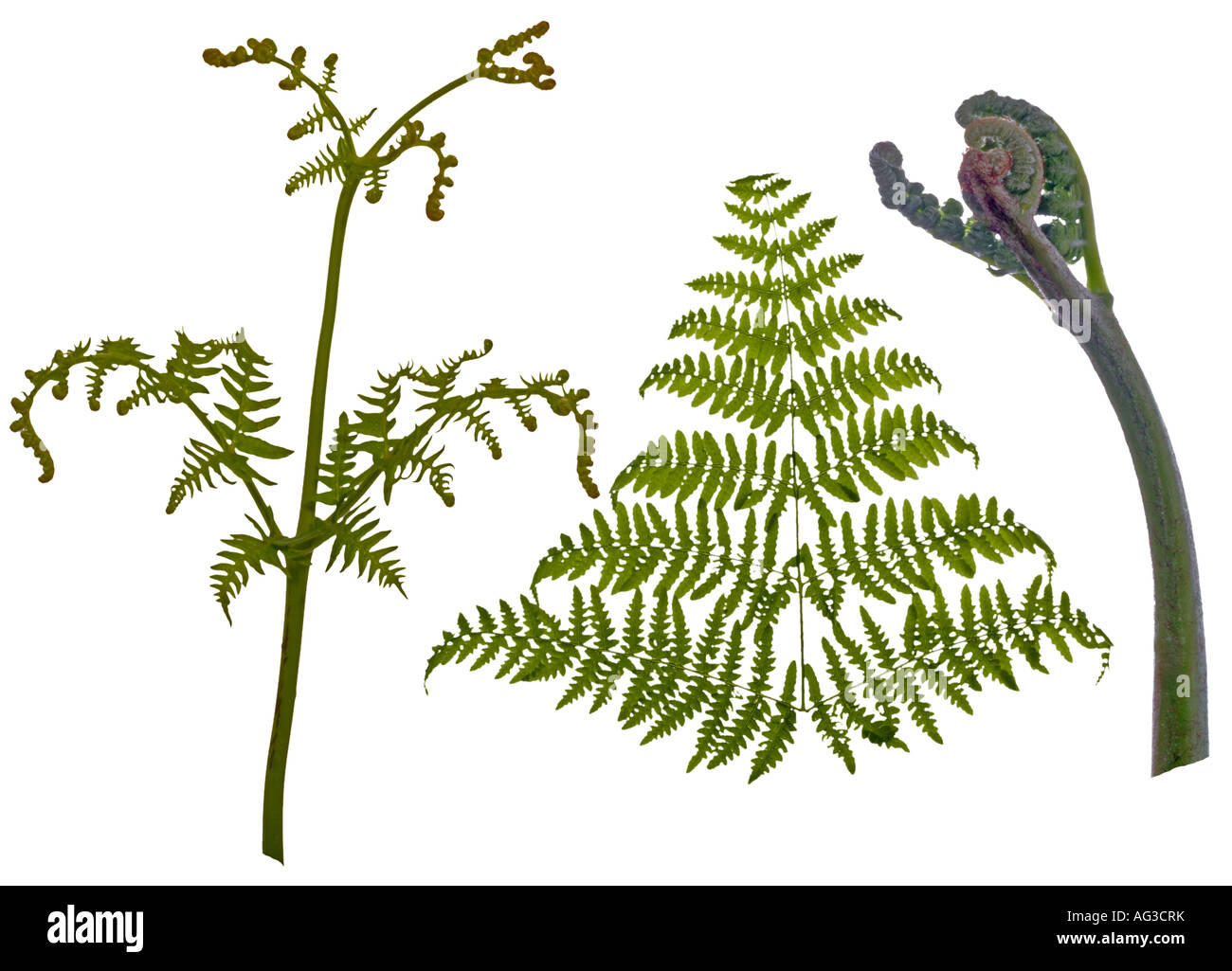 Bracken Cutout composite Stock Photo - Alamy