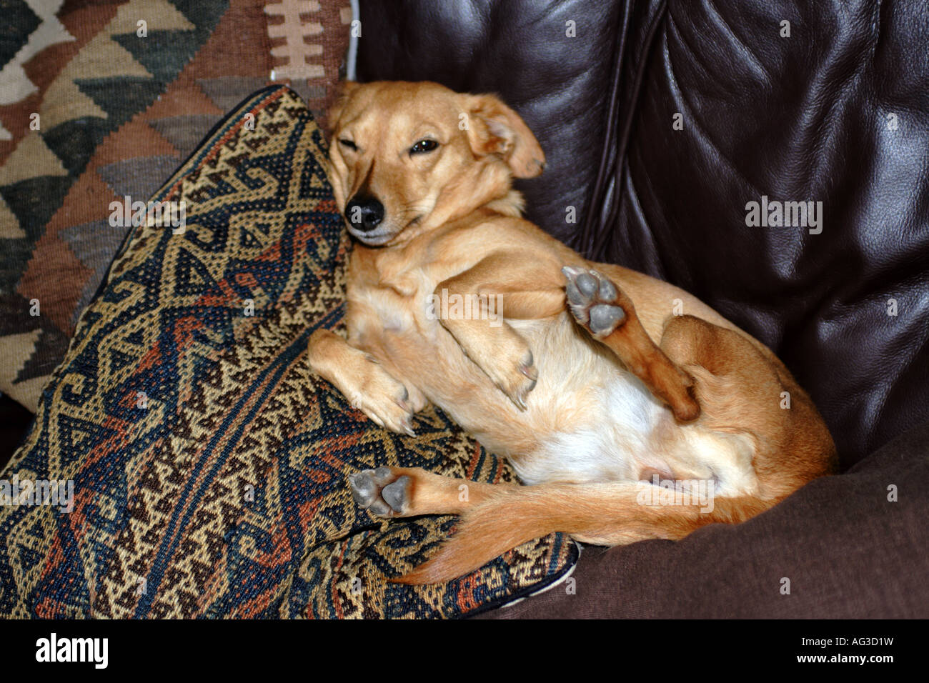 Pet Dog resting on Sofa and Cushions in house Stock Photo - Alamy