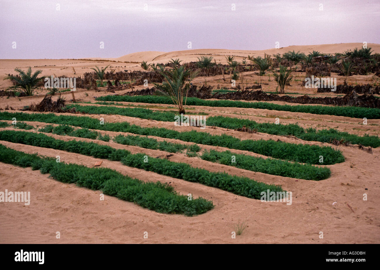 Algeria agriculture hi-res stock photography and images - Alamy