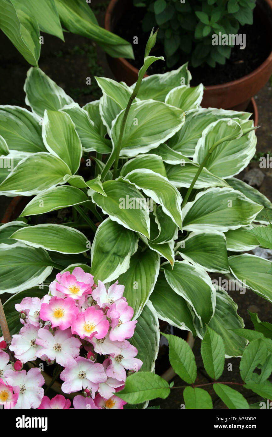 Hosta and Rose in small city garden Stock Photo - Alamy