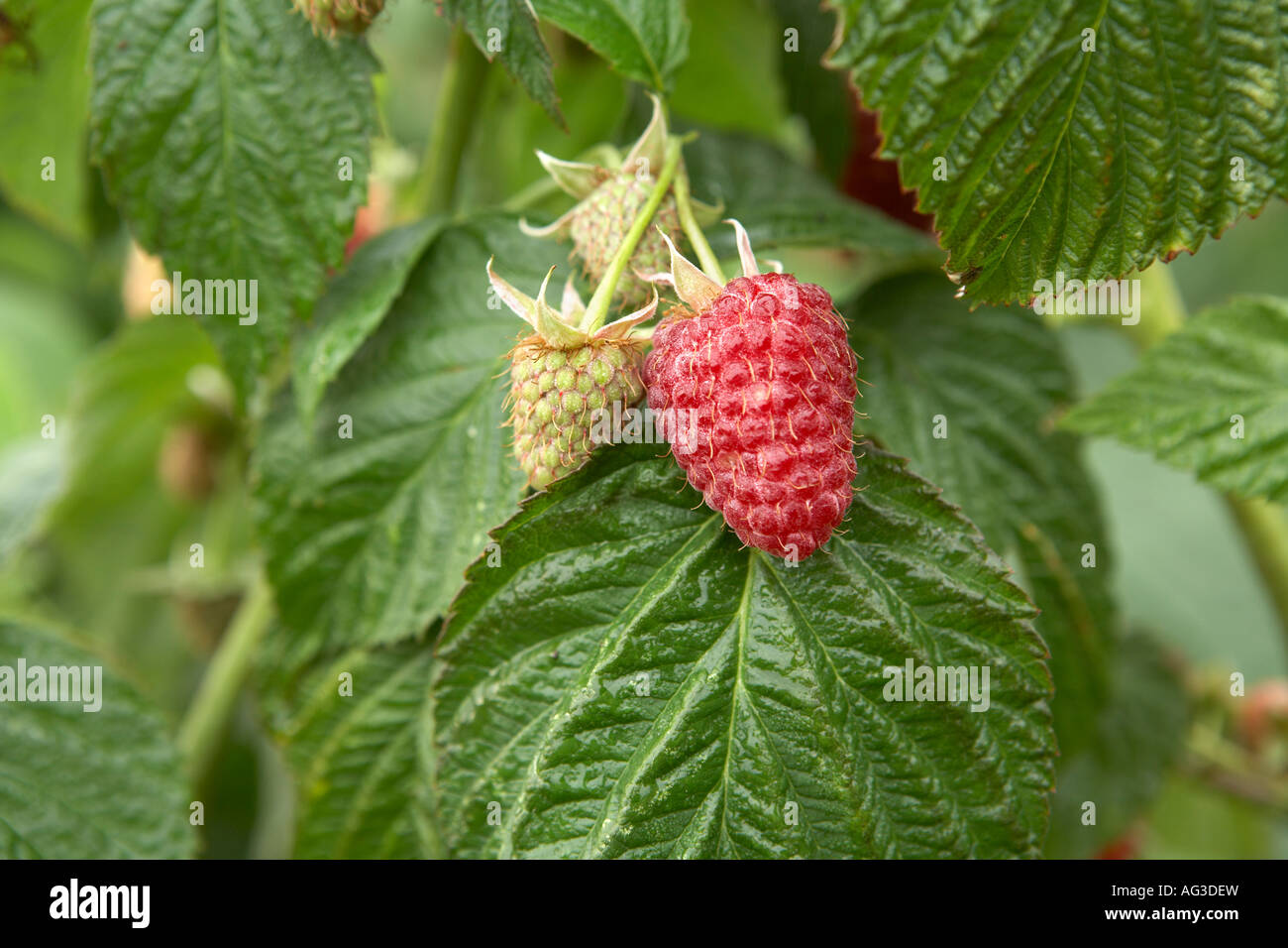 Autumn bliss raspberry hi-res stock photography and images - Alamy
