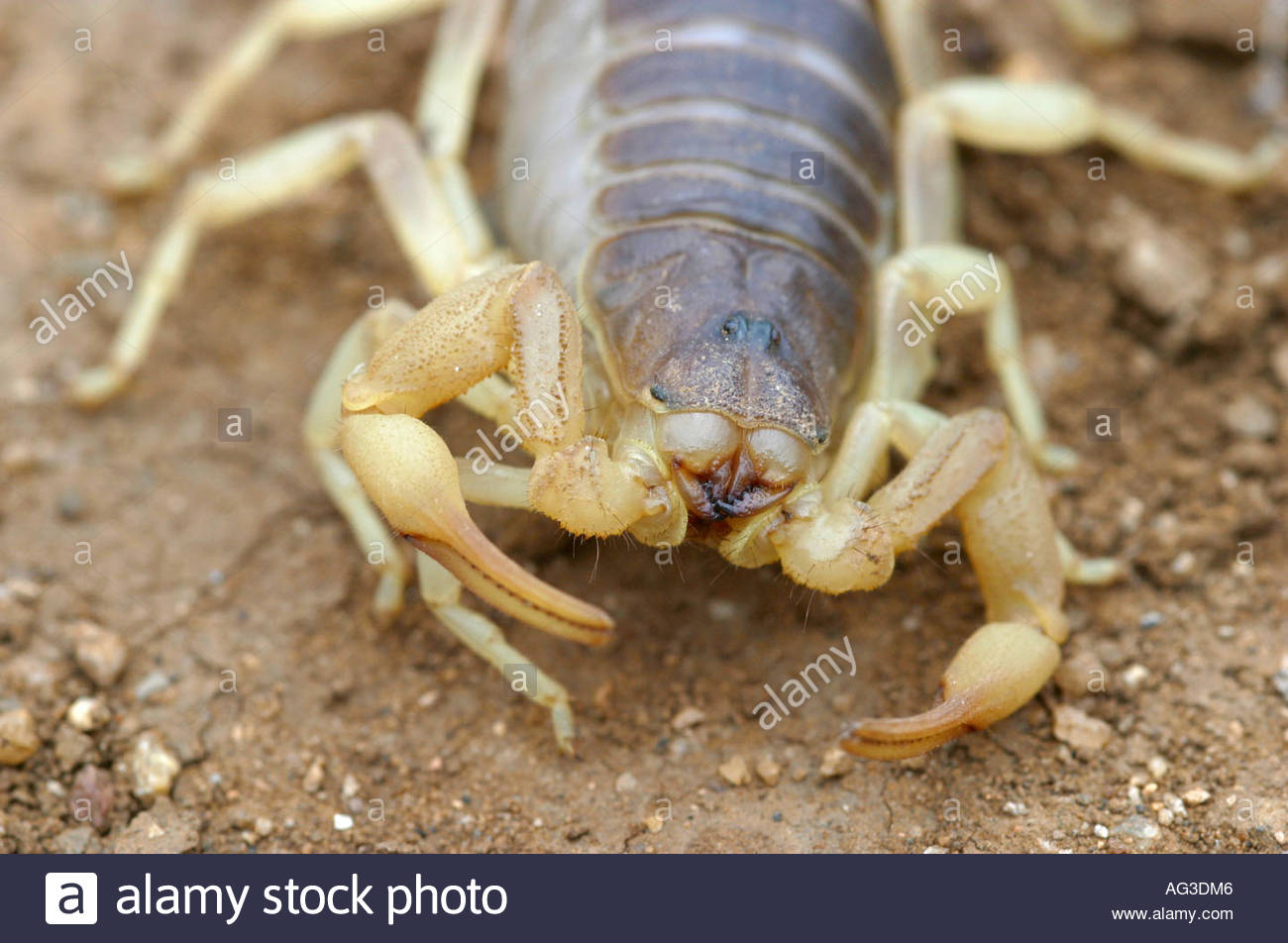 Skorpion Stock Photos & Skorpion Stock Images - Alamy
