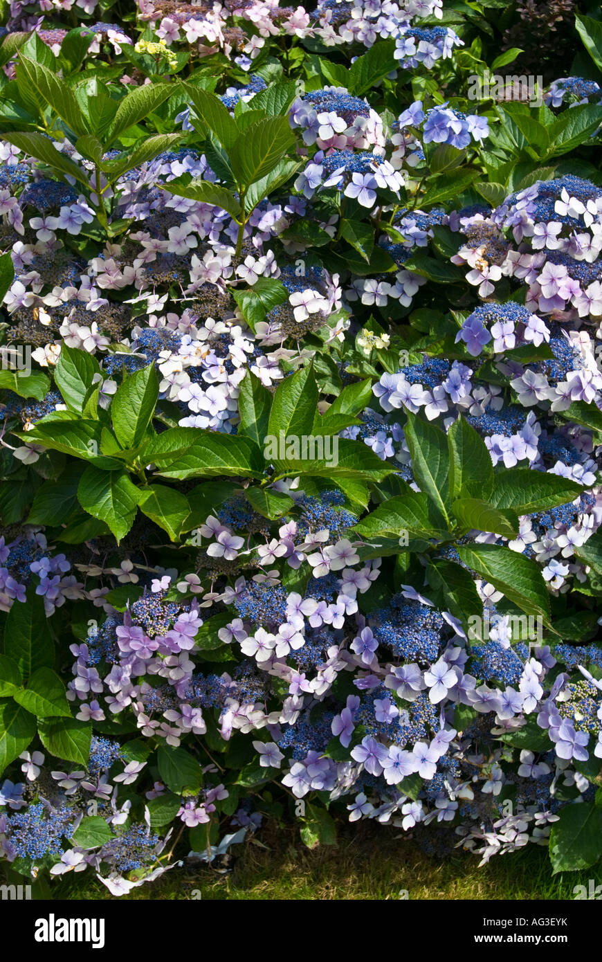 A lacecap hydrangea flower Hydrangea macrophylla normalis Stock Photo - Alamy