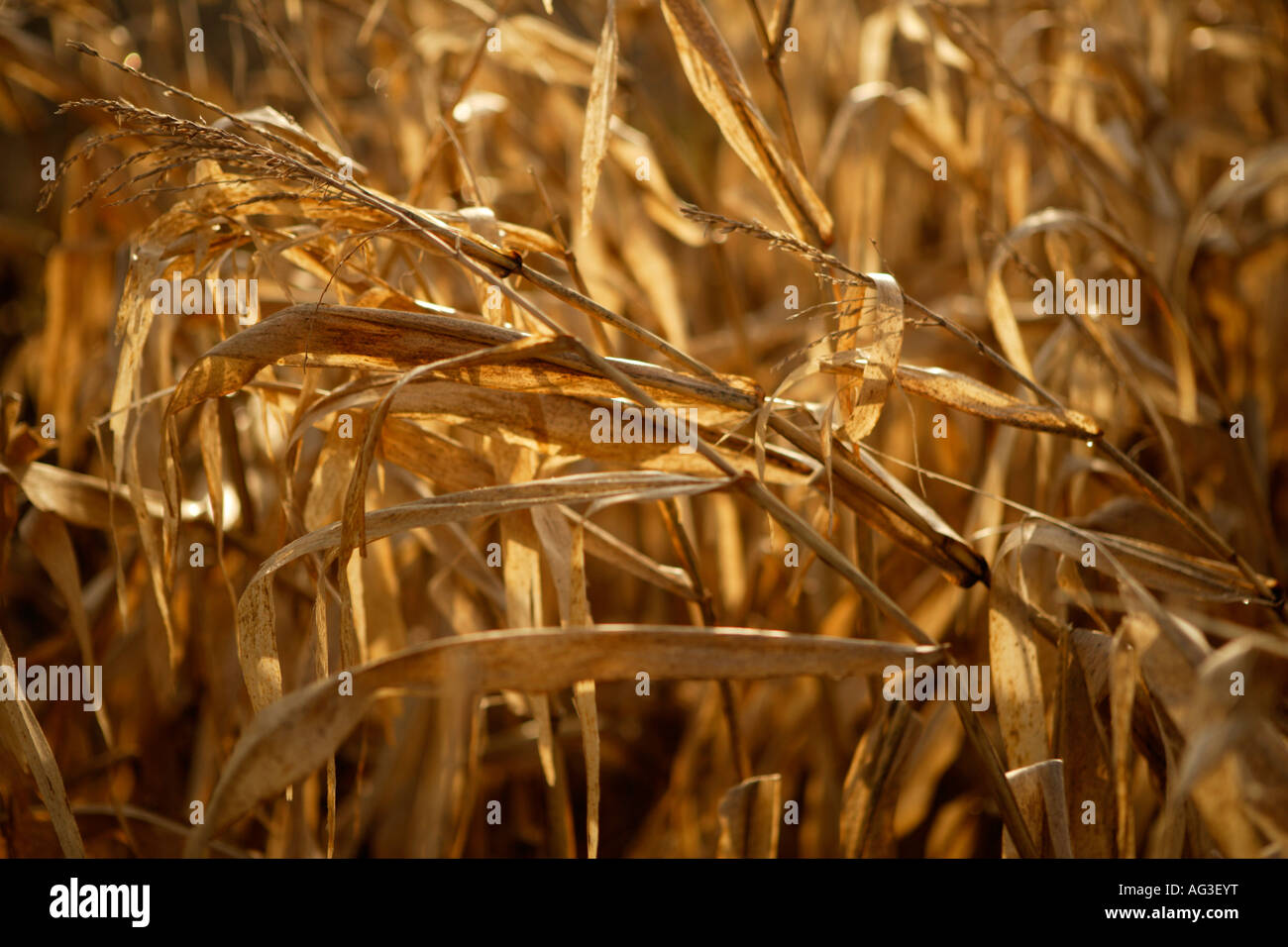Close Up, Dried/Withered Corn Plants Stock Photo - Alamy
