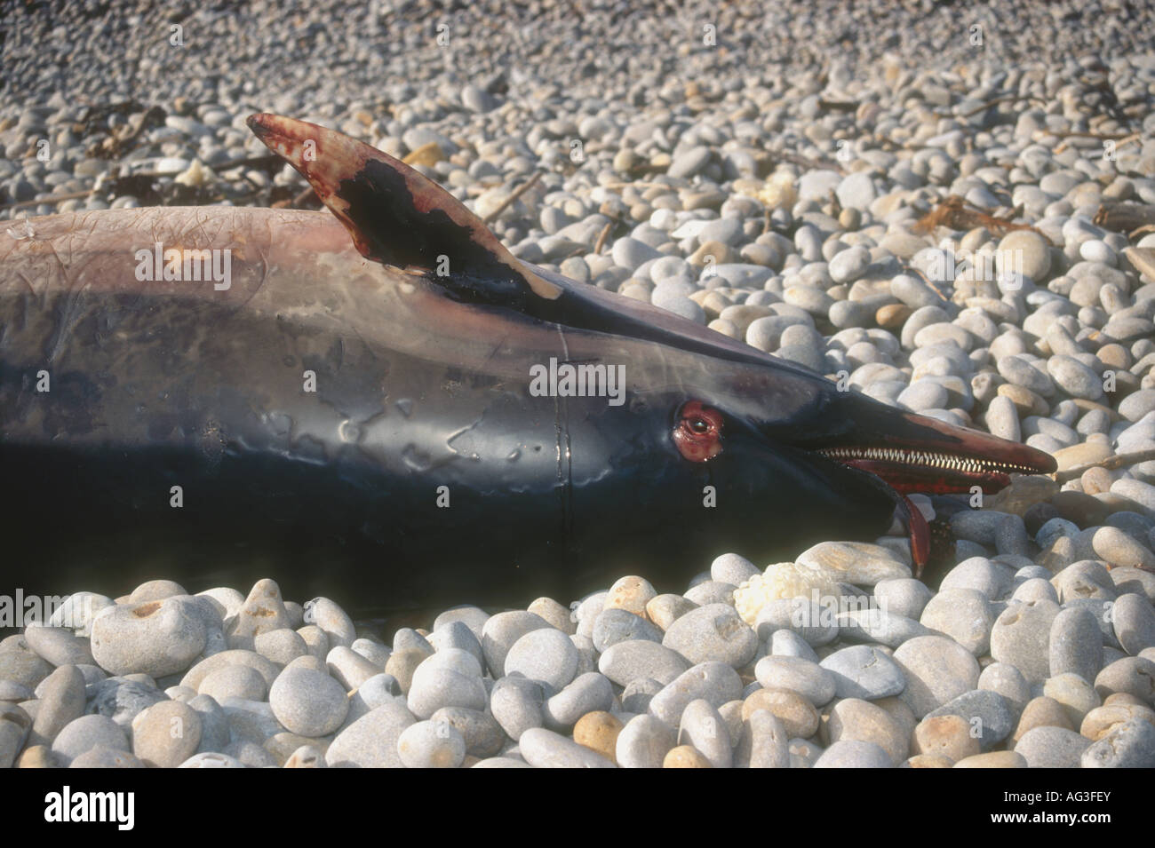 An emaciated Common Dolphin at Chesil Beach Portland Dorset England UK ...