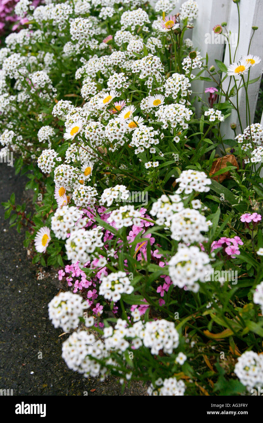 English Flower Border and White Picket Fence, Suffolk, UK Stock Photo ...