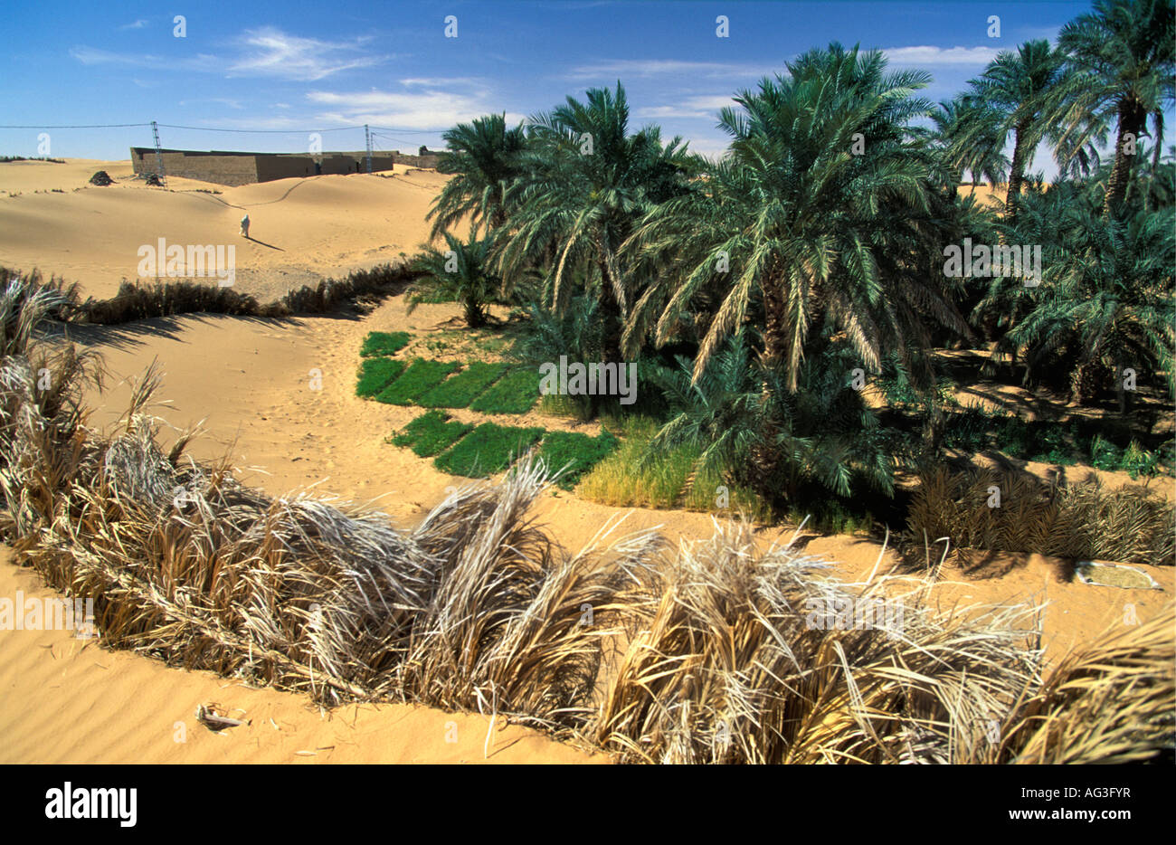 Algeria Timimoun Oasis in desert Stock Photo - Alamy