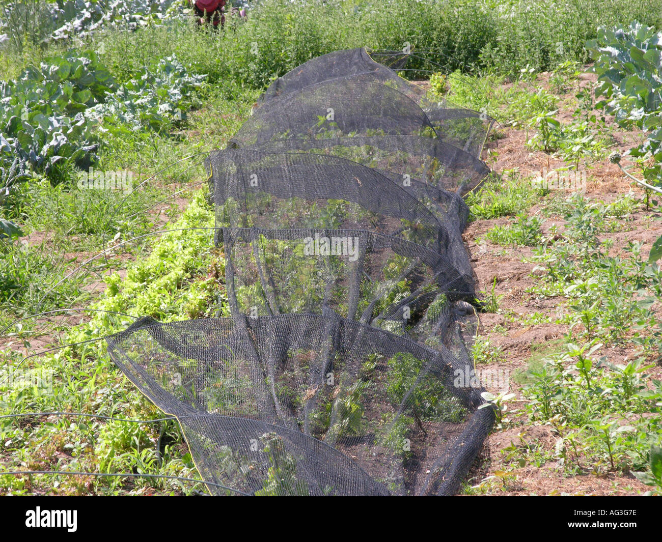 Shade net protects vegetables from sun and insects at Small certified ...