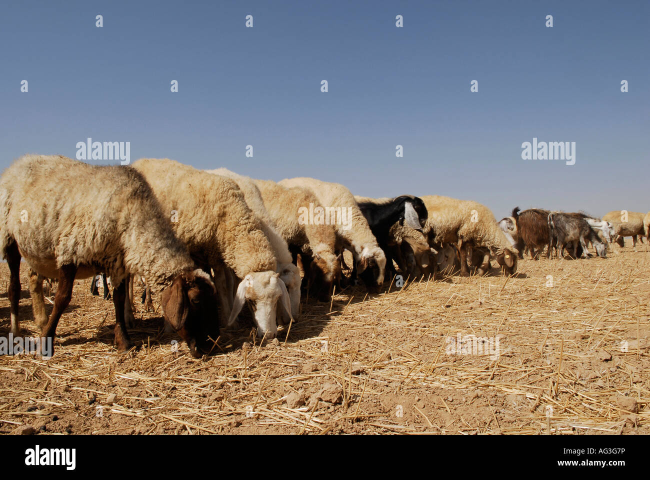 Israel sheep hi-res stock photography and images - Alamy