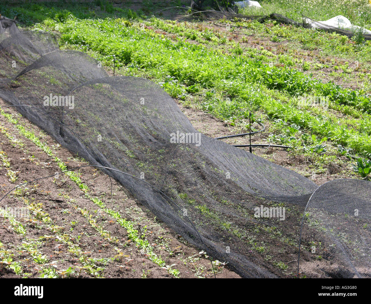 Shade net protects vegetables from sun and insects at Small certified ...