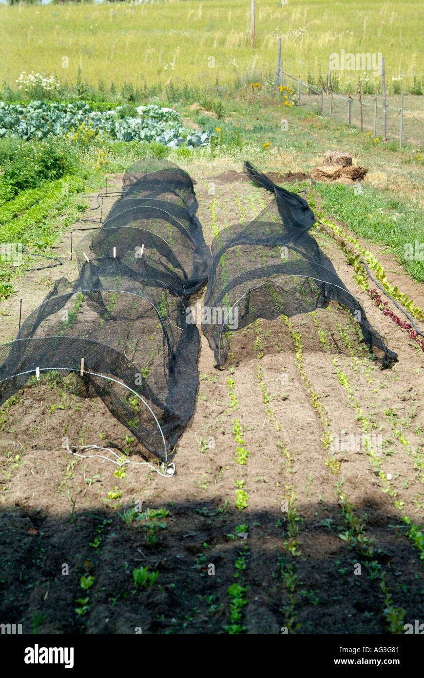Shade net protects vegetables from sun and insects at Small certified ...