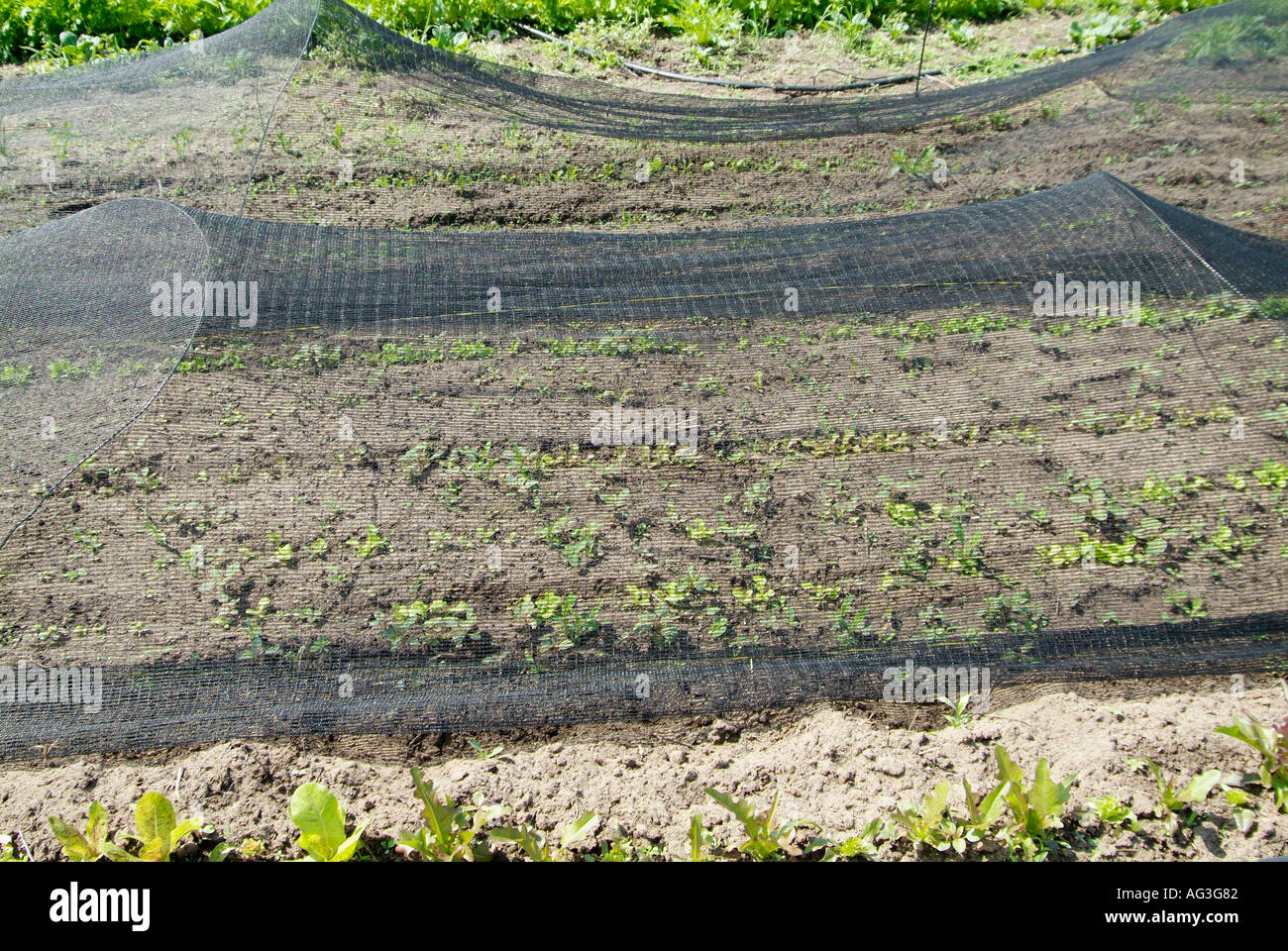 Shade net protects vegetables from sun and insects at Small certified ...