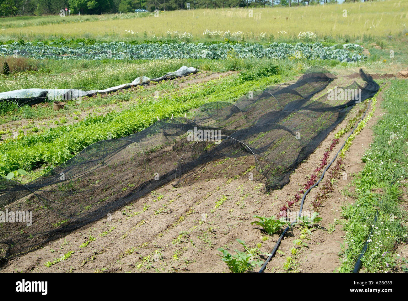 Shade net protects vegetables from sun and insects at Small certified ...