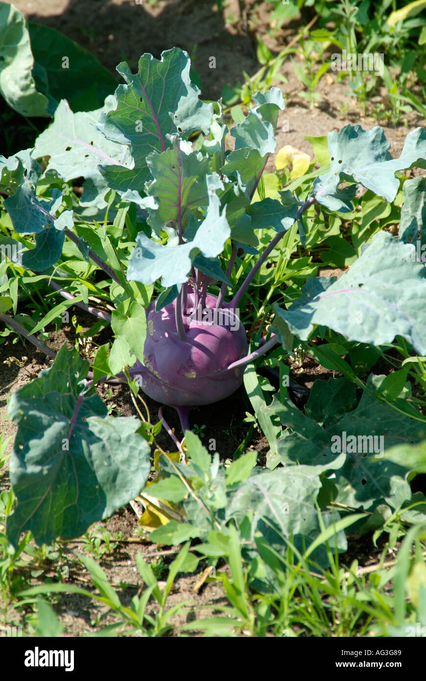 Small certified organic vegetable and fruit farm near Manistee Michigan ...