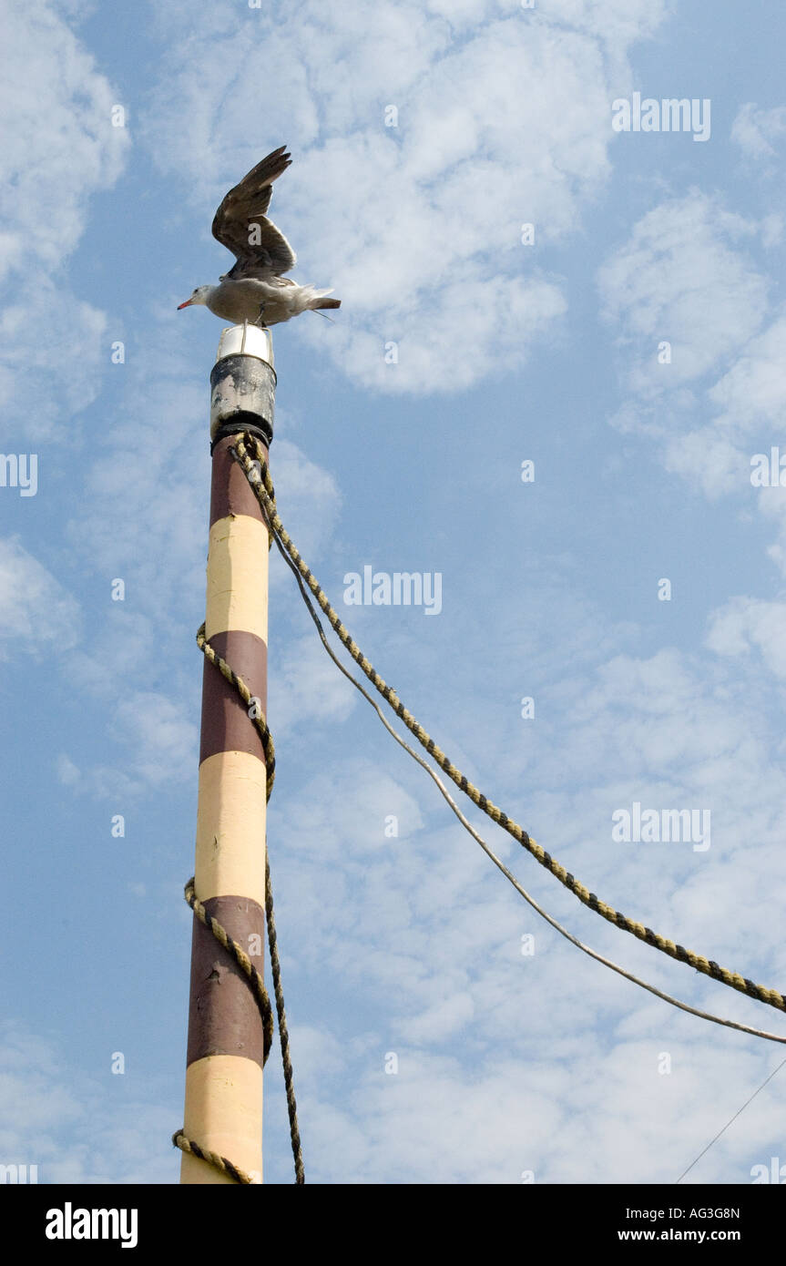 Extended pole hi-res stock photography and images - Alamy