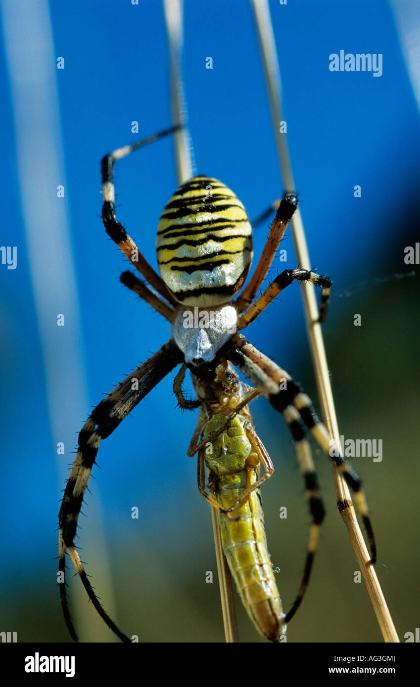 Argiopes argiope sp hi-res stock photography and images - Alamy