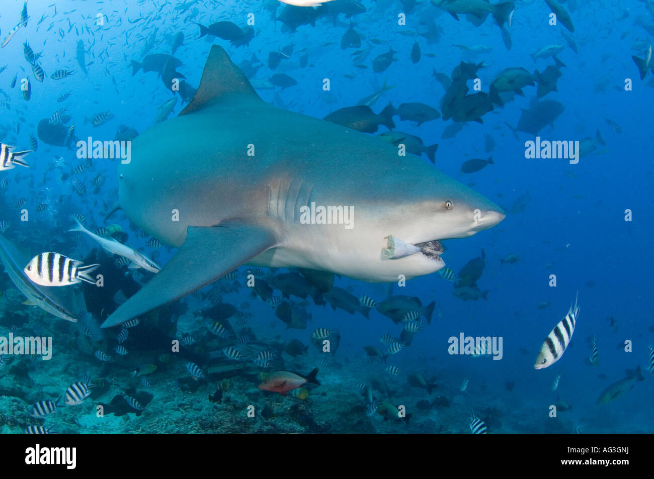 Bull Shark (Carcharhinus leucas) photographed in Shark Reef, a ...