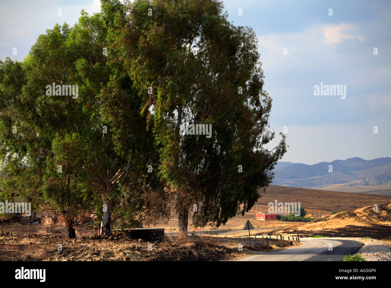 Trees in Landscape Central Sicily Italy Stock Photo - Alamy