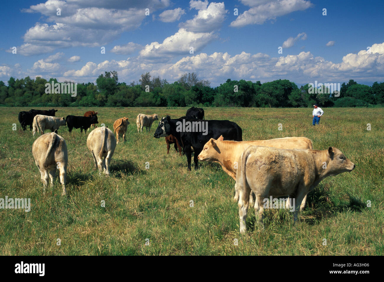 California cattle tulare county hi-res stock photography and images - Alamy