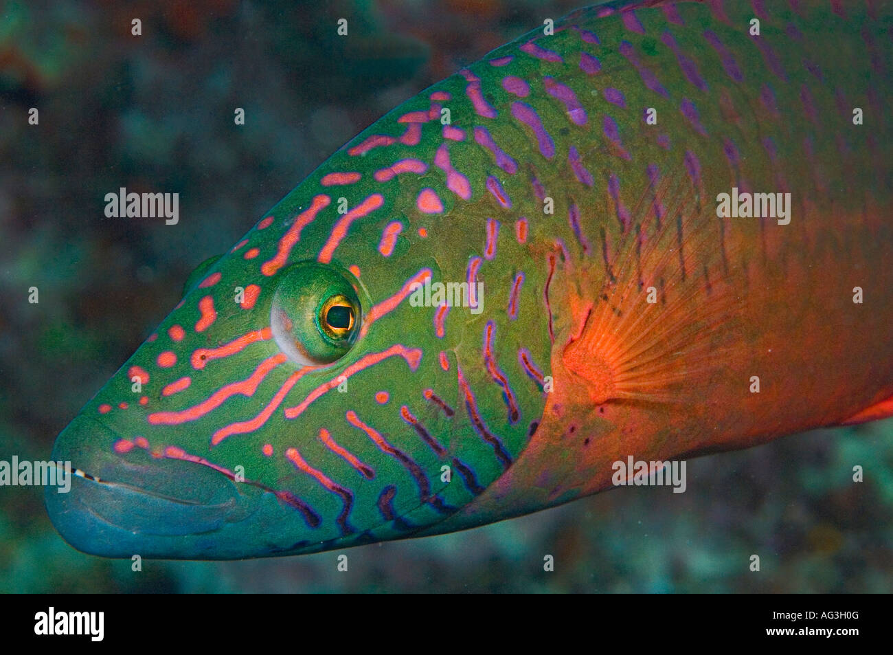 Maori wrasse hi-res stock photography and images - Alamy