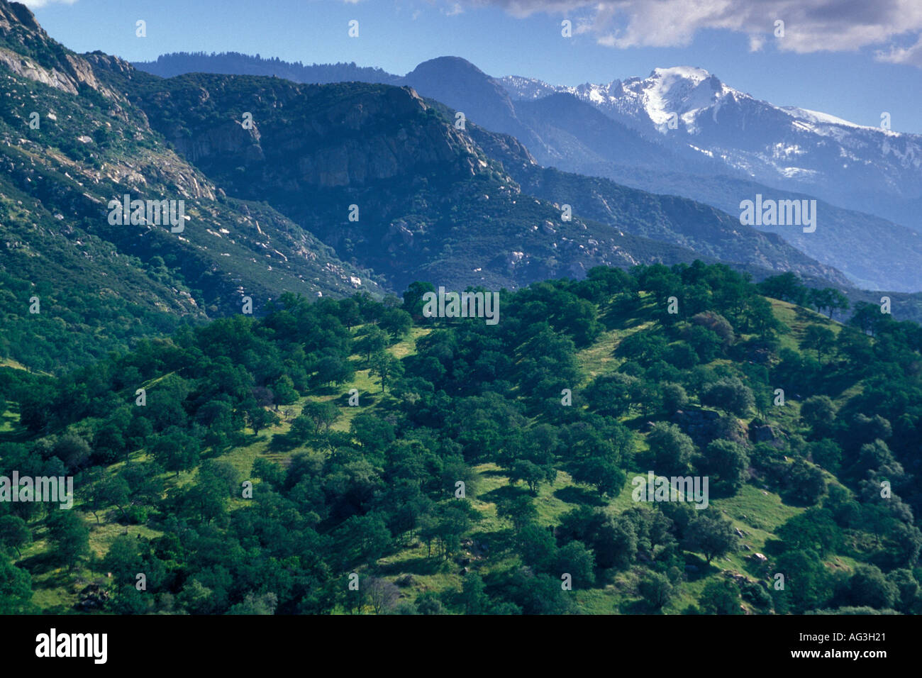Oak trees and green foothills in spring below Sierra mountains Three ...