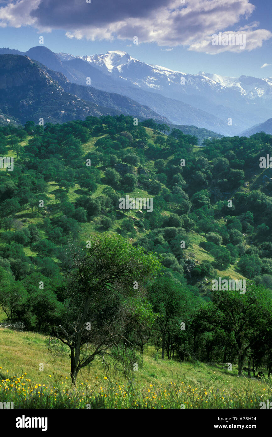 Oak tree in sierra foothills hi-res stock photography and images - Alamy
