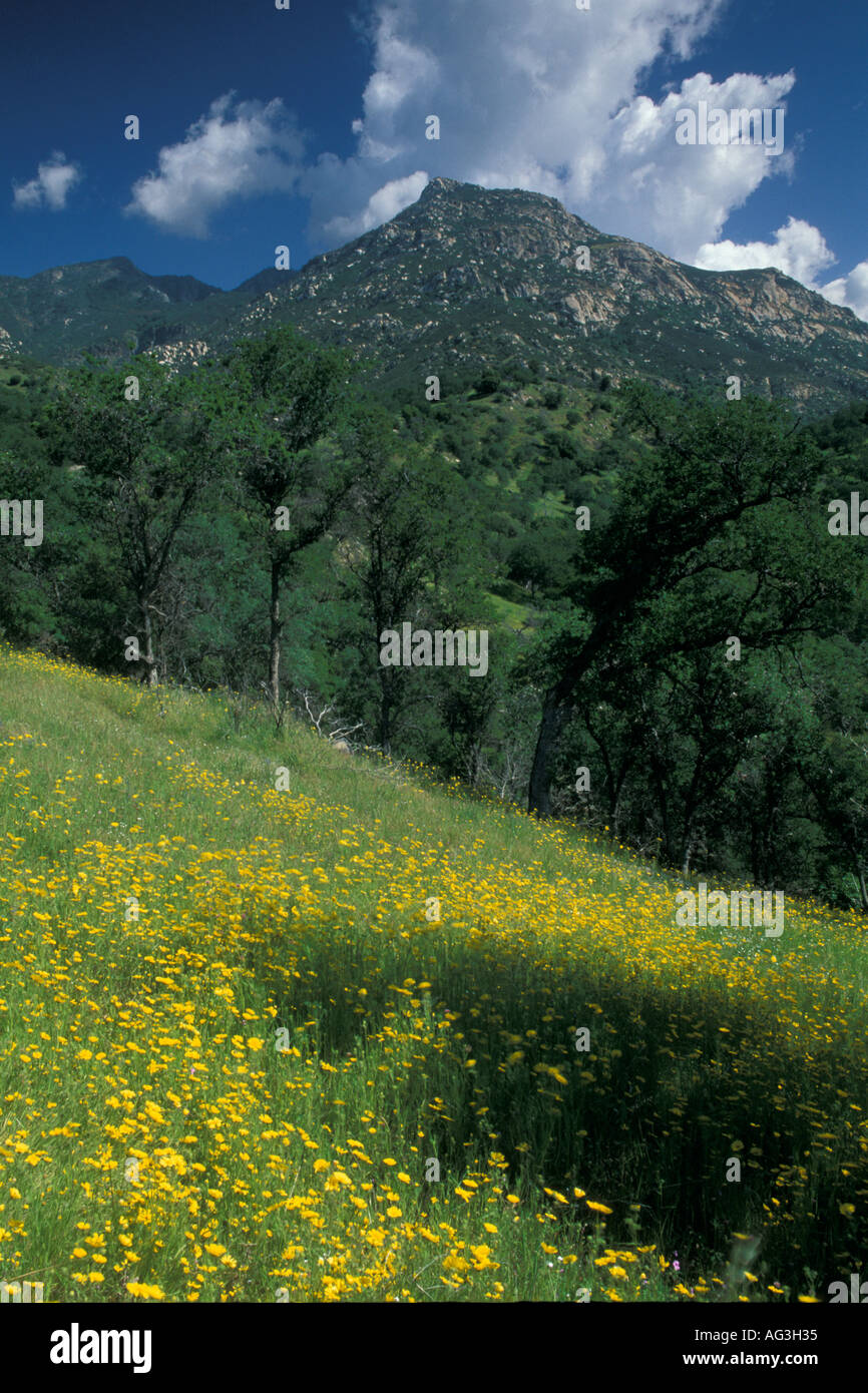 Spring in the Sierra Foothills Double Eagle Ranch near Three Rivers ...