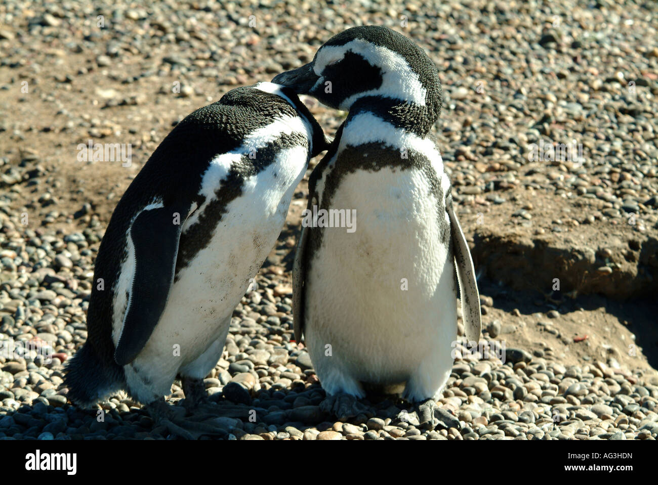 Penguins in Punta Tombo, Patagonia, Argentina Stock Photo - Alamy