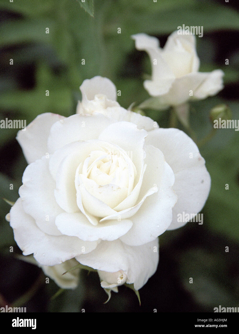 Schneewittchen hi-res stock photography and images - Alamy