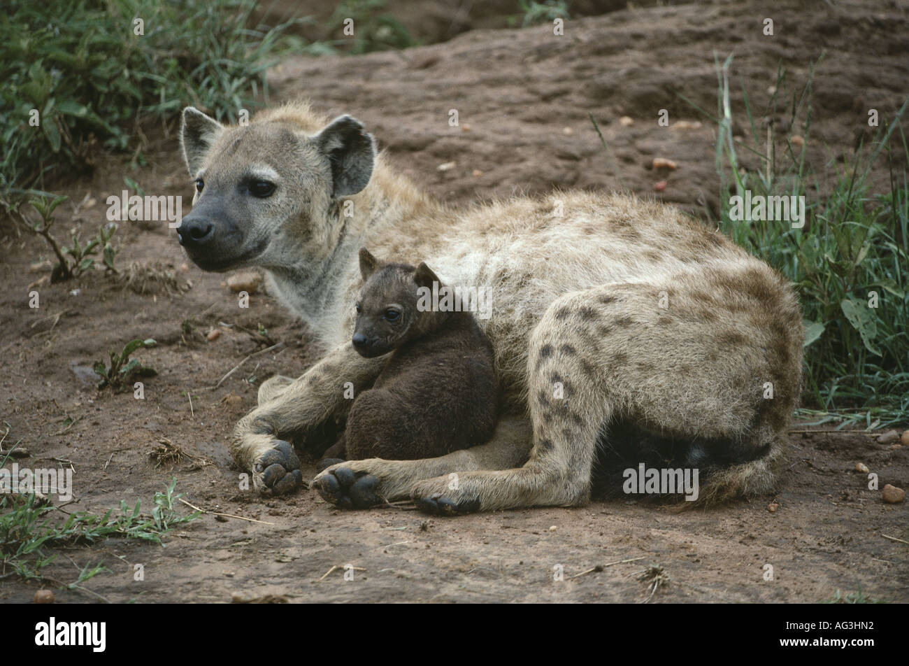zoology / animals, mammal / mammalian, hyenas, spotted hyena, (Crocuta ...