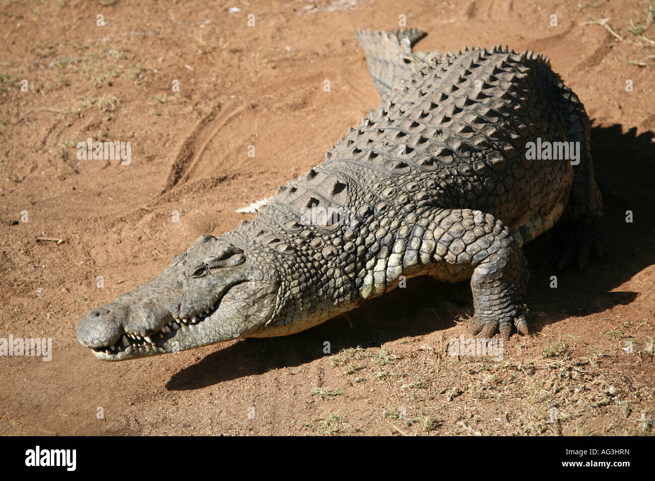Crocodile moving towards water Stock Photo - Alamy