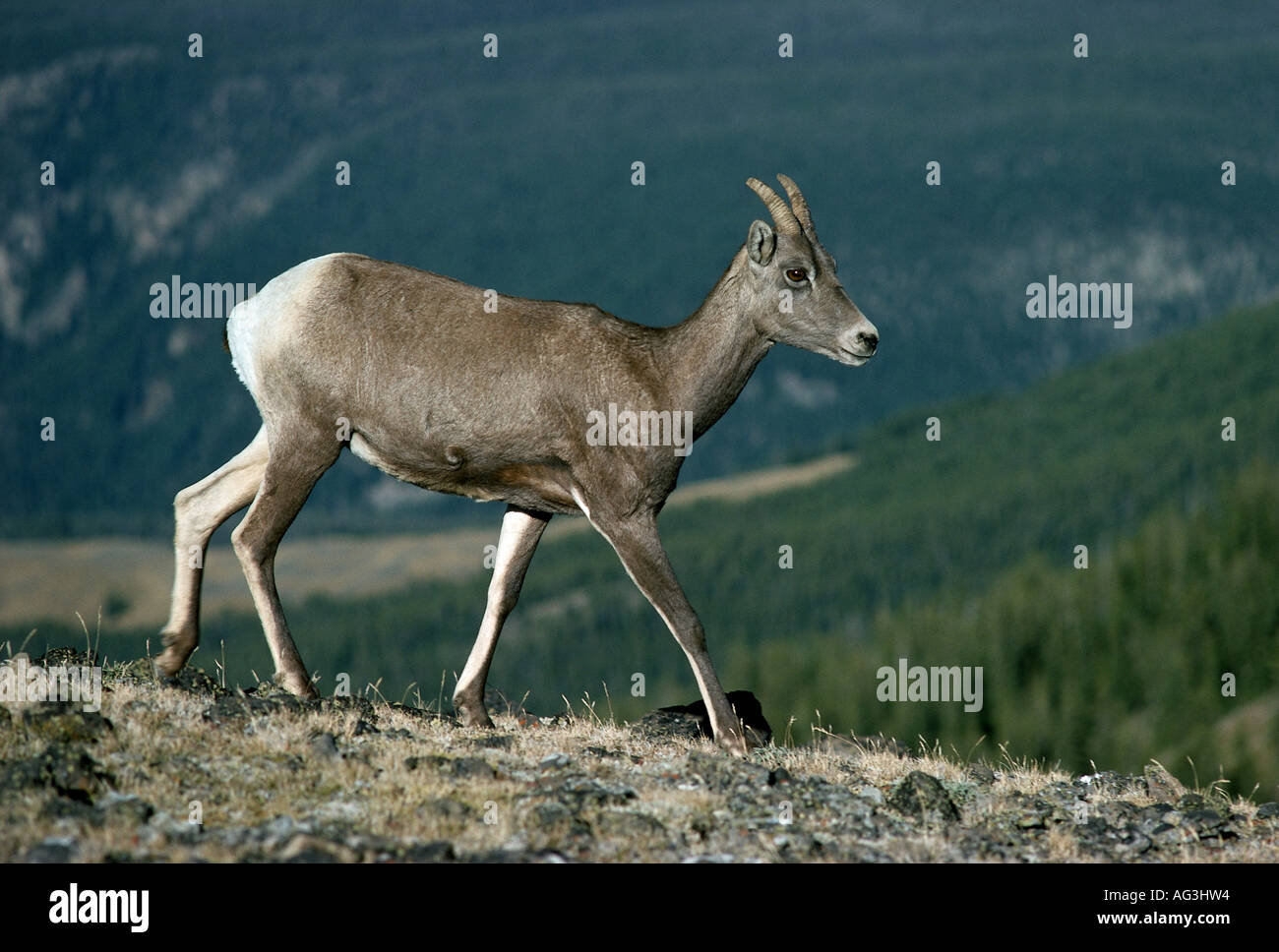 Animals of the western usa hi-res stock photography and images - Alamy