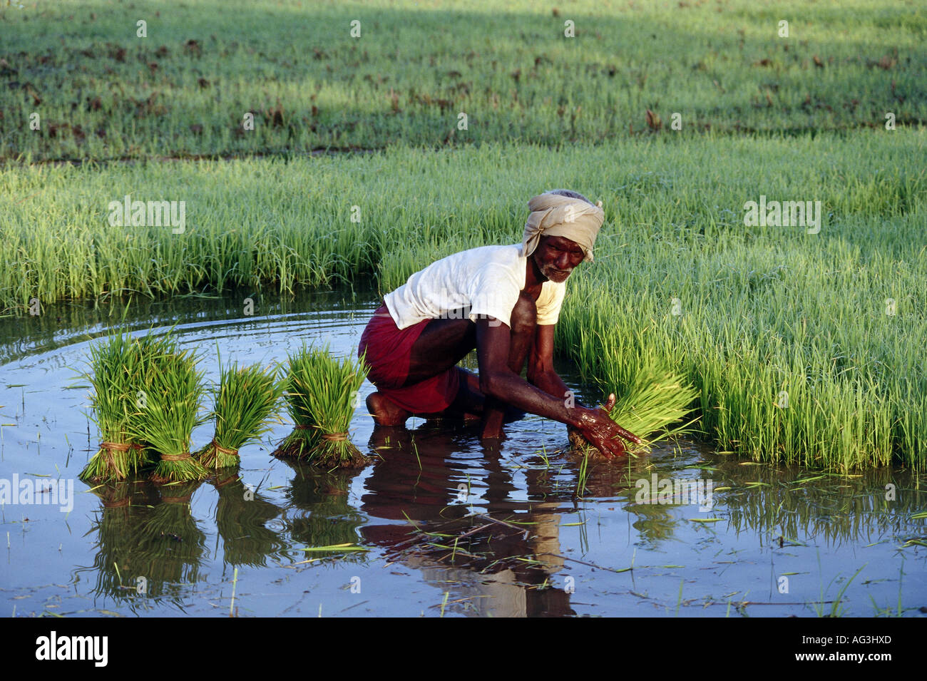 geography / travel, India, people, peasant cultivating rice, Kerala ...