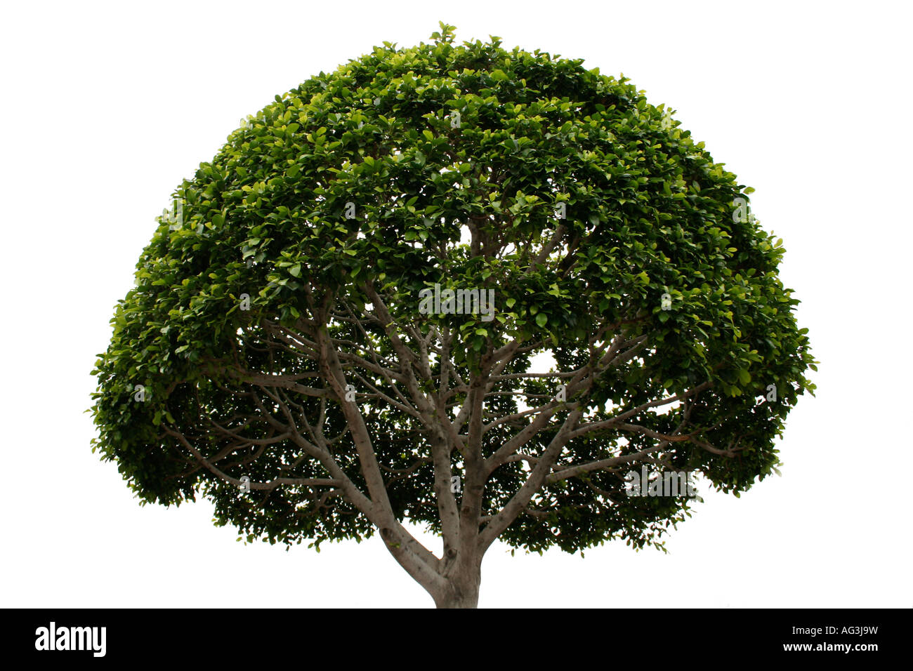 A big mushroom shaped tree with lush green leaves and a white ...