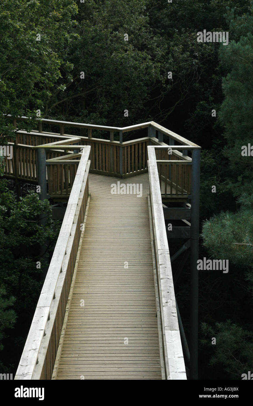 Salcey forest treetop walkway hi-res stock photography and images - Alamy