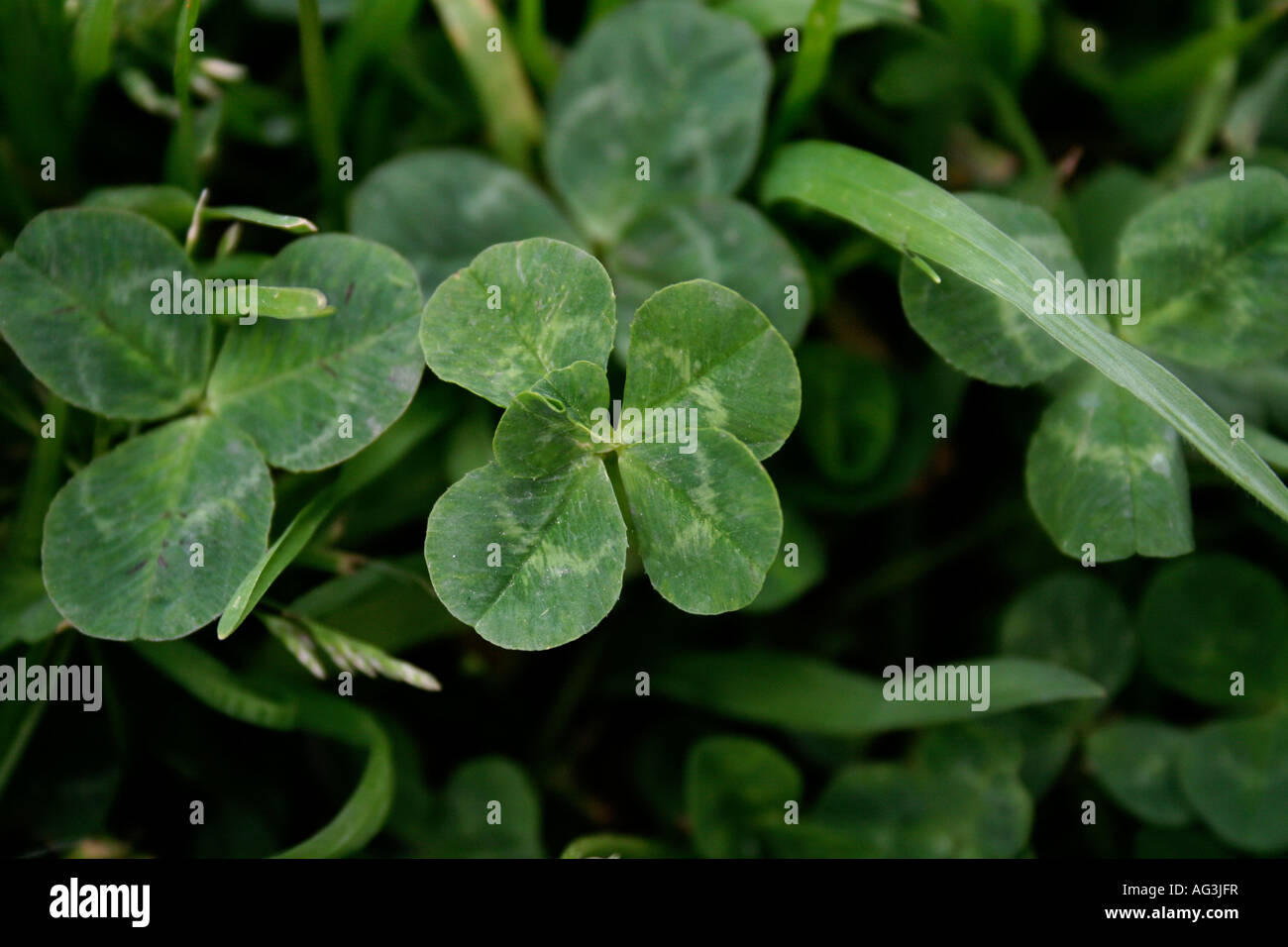 Trifolium repens shamrock hi-res stock photography and images - Alamy