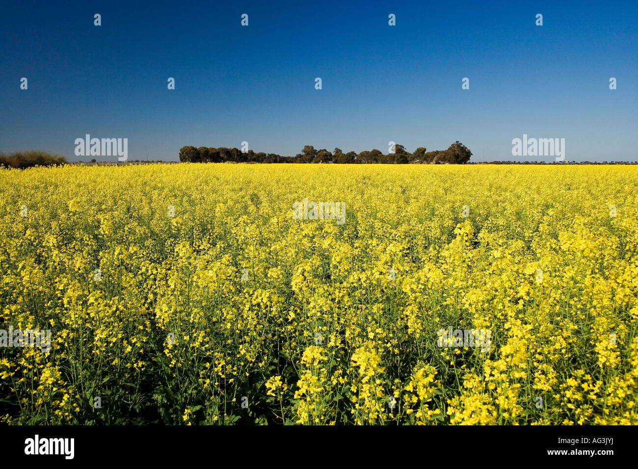 Rapeseed Field near Bendigo Victoria Australia Stock Photo - Alamy