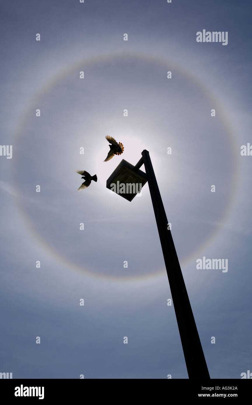 Two birds flying in a Solar Halo circle of refracted light in ice ...