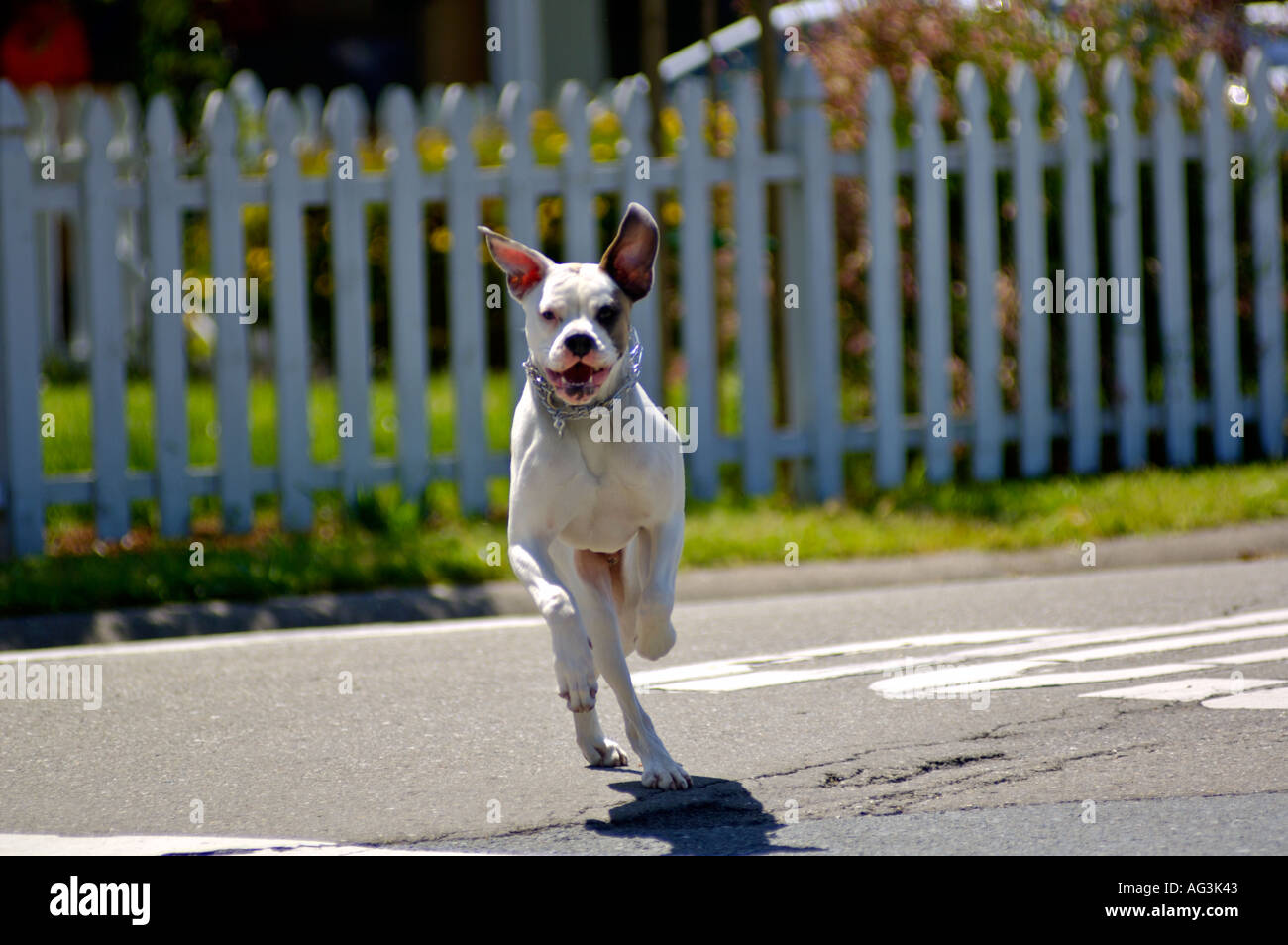 Dog running across road hi-res stock photography and images - Alamy