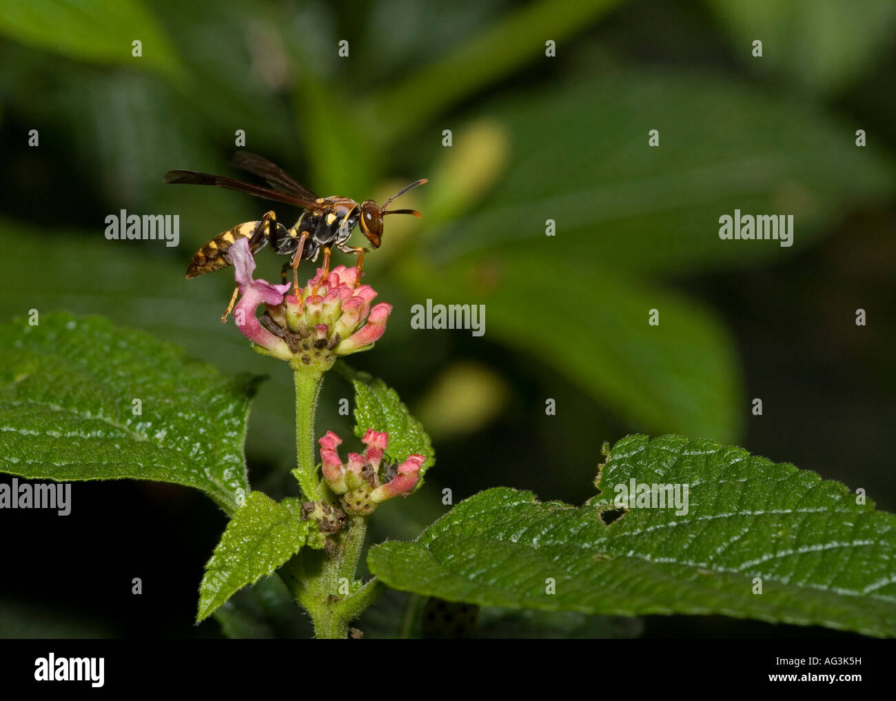 Brazilian wasp hi-res stock photography and images - Alamy