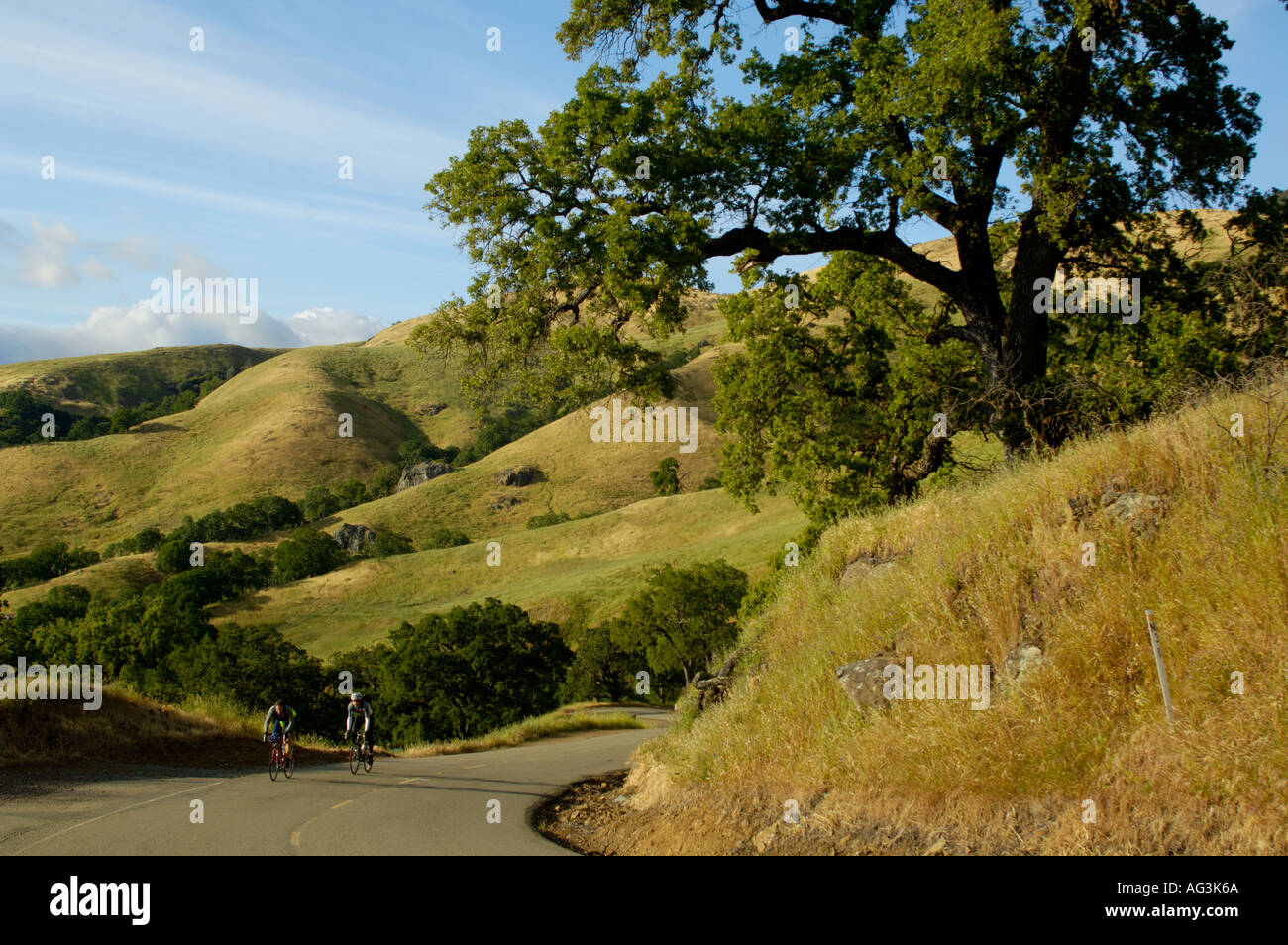 Biking bicycle trees roadway hi-res stock photography and images - Alamy