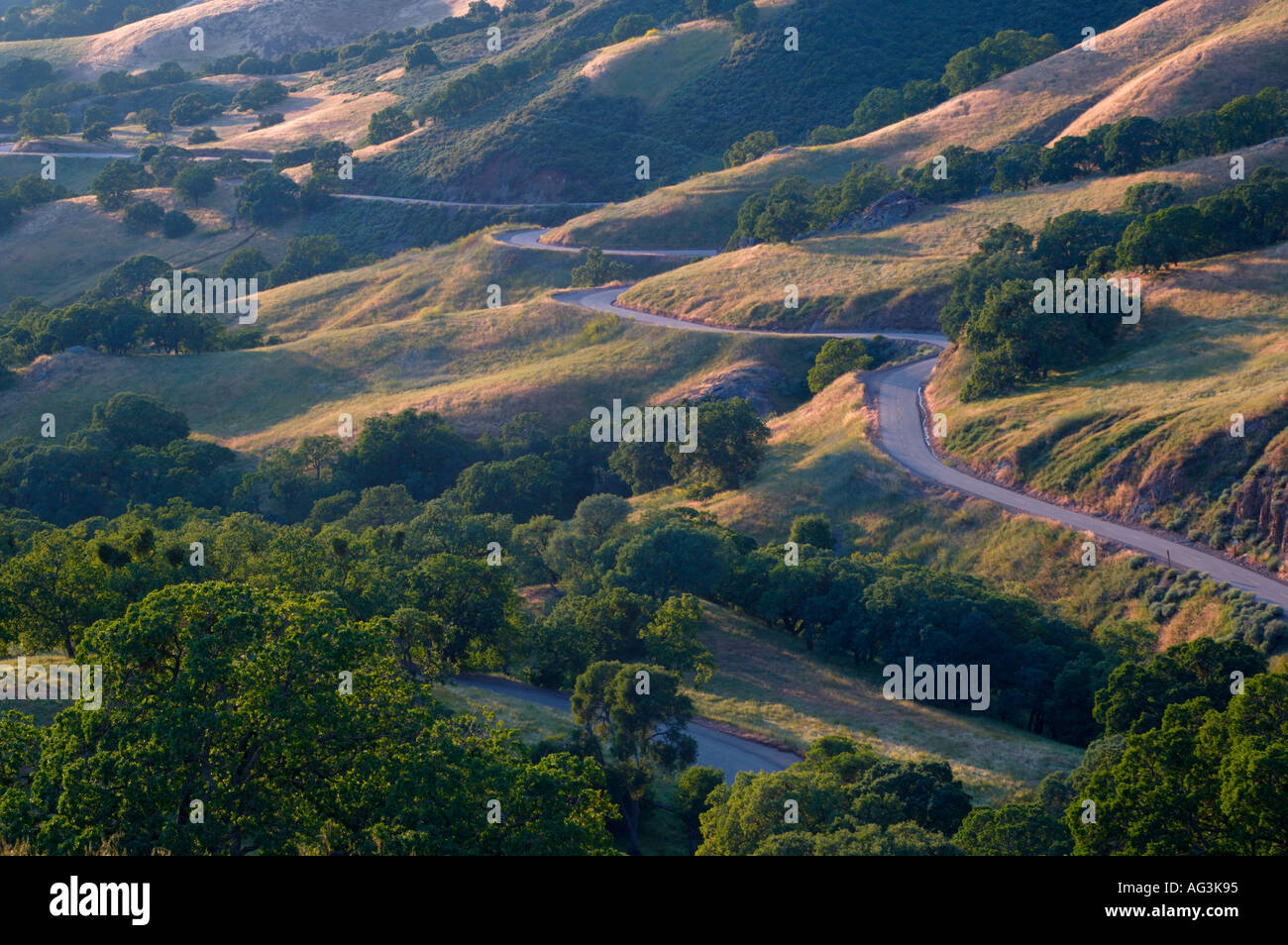 Twisting curves on road through grass hills and oak trees at sunset ...