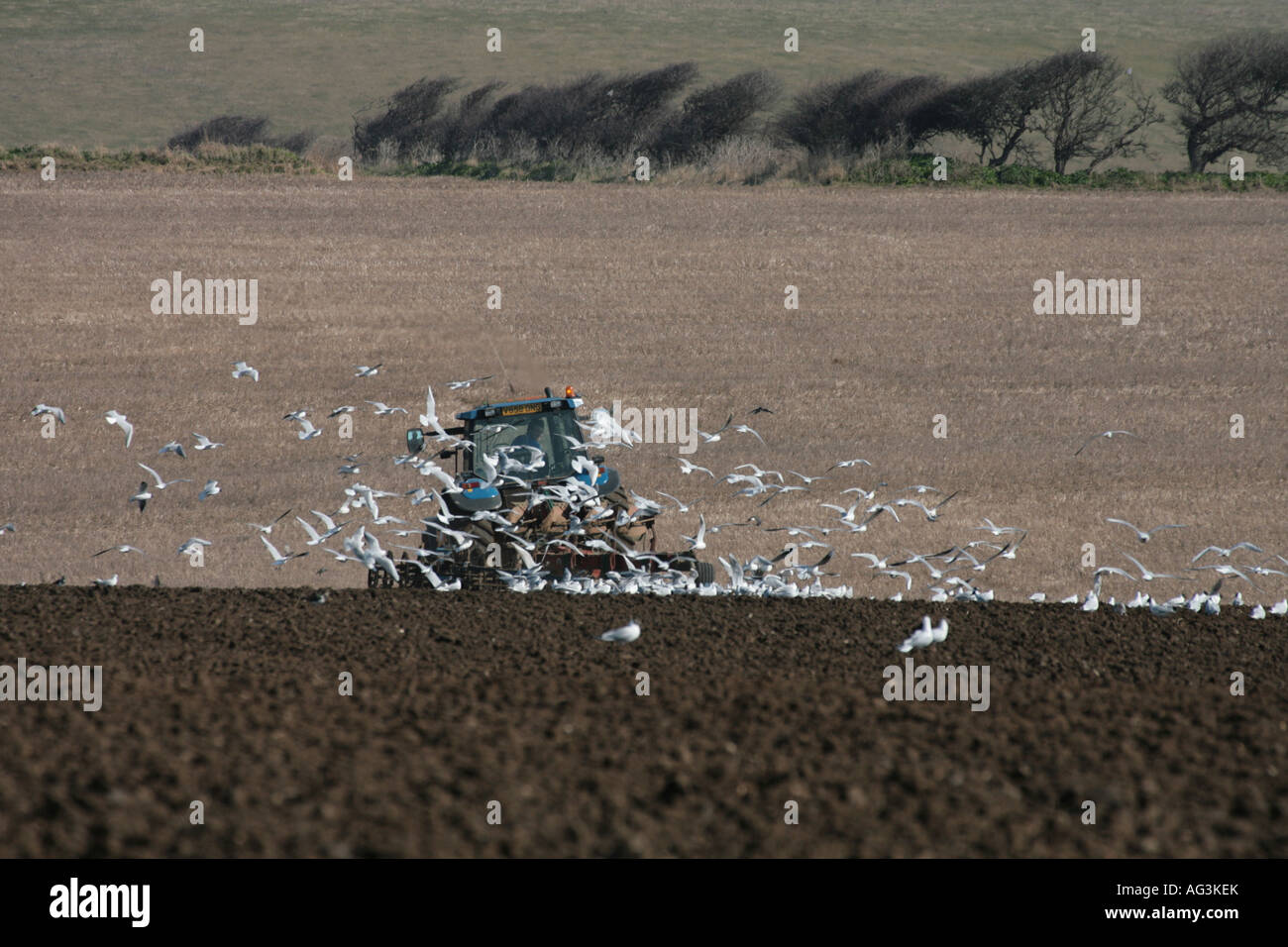 Tractor ploughing with gulls flying behind on the North Norfolk coast ...
