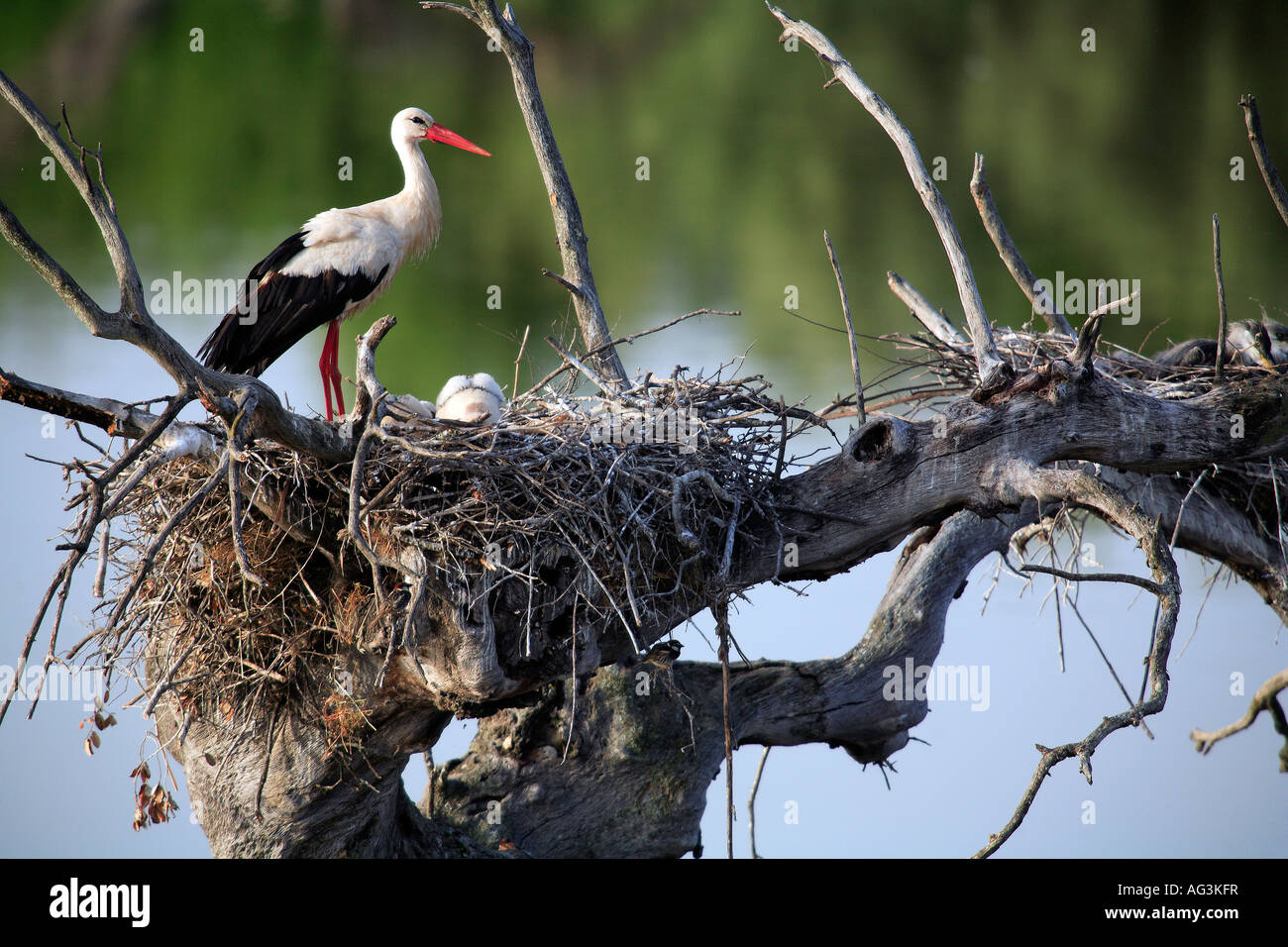 White stork with chick Ciconia ciconia at nest in a dead tree over ...