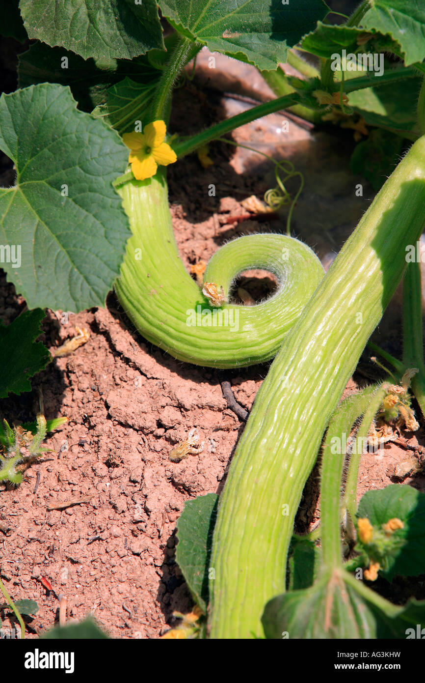 Armenian Cucumber Cucumis melo flexulosus plant with fruit Spain Also ...